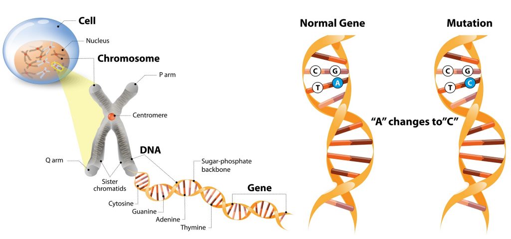 Genetics and vascular malformations - CMTC-OVM